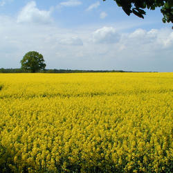Rapsfläche kommt zurück - RAPOOL